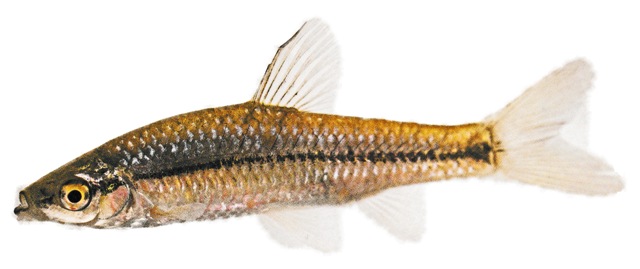 Actualités pêche Colombier-Fontaine, l’information du jour